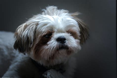 Best Haircut For Maltese Shih Tzu Malteseshihtzu Community Australia