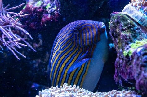 Acanthurus Lineatus Fish Premium Photo