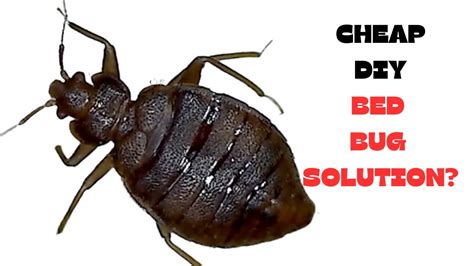 Does Lavender Pine Sol Kill Bed Bugs At Terry Prater Blog