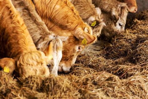 beef management weanling performance and scep payments free