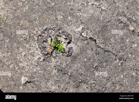 Green Grass Sprouted Through Reinforced Concrete Slabs Laid For Pedestrian And Transport Traffic