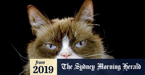 Video Grumpy Cat Dies At Age 7