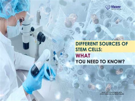 Different Sources Of Stem Cells What You Need To Know