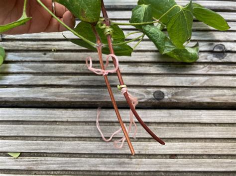 How To Take Clematis Cuttings And Some Tricks To Help Them Root