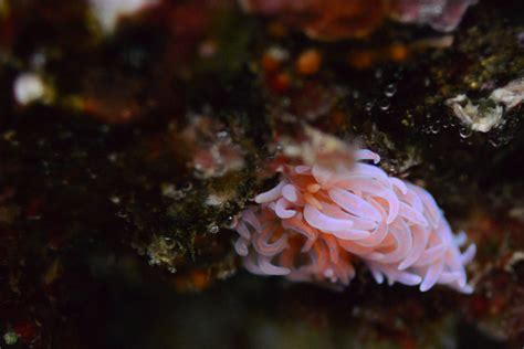 20180120 Dsc7830 サガミミノウミウシ Phyllodesmium Serratum S Flickr