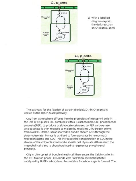 Pdf With A Labelled Diagram Dokumentips
