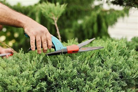 How To Prune An Overgrown Juniper Pruning Unruly Junipers Back Into Shape Gardening Know How