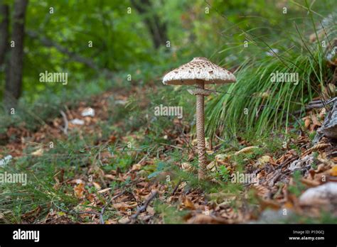 Stick mushroom -Fotos und -Bildmaterial in hoher Auflösung – Alamy
