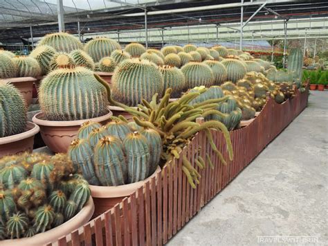 Cactus Point Cameron Highlands A Delight For Plant Enthusiasts