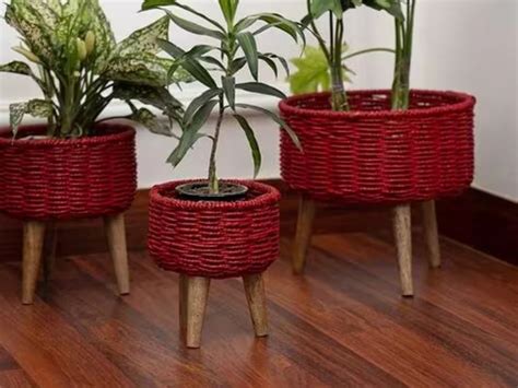 Gamla Plant Cane Bamboo At Rs 1000piece In Bareilly Id 2854245125162