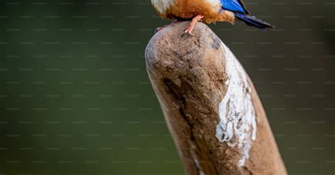 나무 조각 위에 앉아있는 작은 새 사진 Unsplash의 마리 이미지