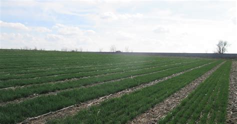 Grain Crops Update Agronomic Considerations To Maximize 2016 Wheat