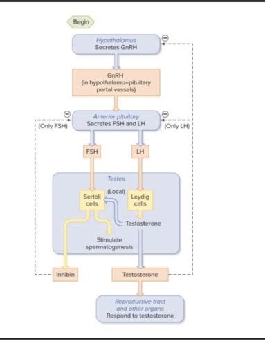 Reproduction Part 2 Flashcards Quizlet