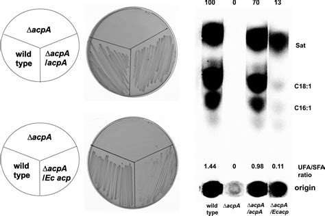 The Two Acyl Carrier Proteins Of Enterococcus Faecalis Have Nonredundant Functions Journal Of