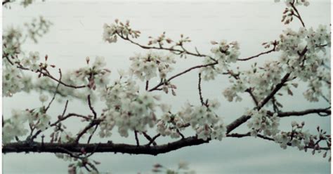 흰 꽃이 달린 나뭇가지 사진 Unsplash의 아날로그 사진 이미지