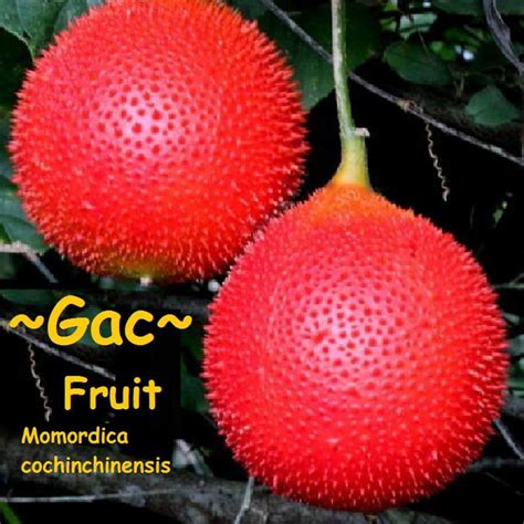 Polynesian Produce Stand ~gac Plant~ The Amazing Fruit From Heaven