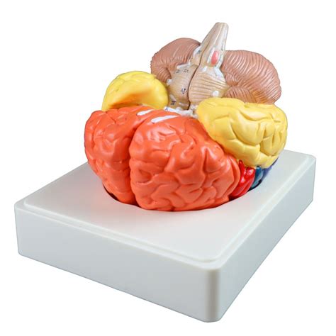 Walter Regional Color Coded Brain Head Brain Nervous System Human