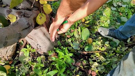 man does hygienic pruning of branches in garden using garden pruner