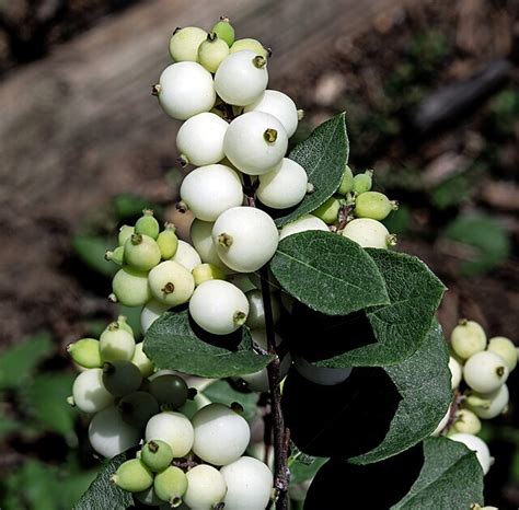 8 Plants With Beautiful Fall Berries And Leaves The Garden Magazine