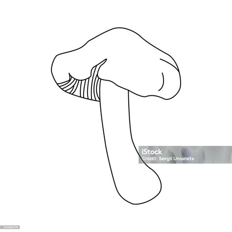 버섯 벡터 일러스트 레이 션 그려진 손 위험한 버섯 두꺼비 도구 비행 Agaric 흰 두꺼비 도구 버섯 가족 고립 된 흰색 배경