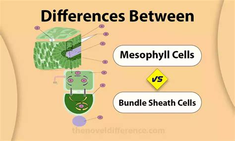 Difference Between Mesophyll And Bundle Sheath Cells The Novel Difference