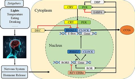 Frontiers The Potential Impacts Of Circadian Rhythm Disturbances On