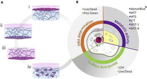 An Interdisciplinary Framework For The Characterization Of Extracellular Matrix Hydrogels For