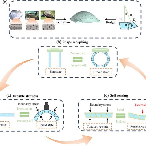 Schematic Illustrations Of Morphable Stiffness‐tunable And Download Scientific Diagram