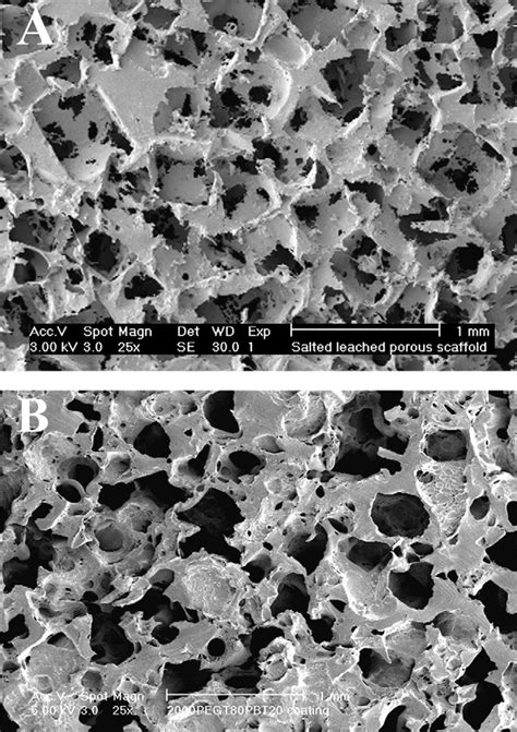 Cross Sections Of A Porous Scaffold Obtained Before A And After