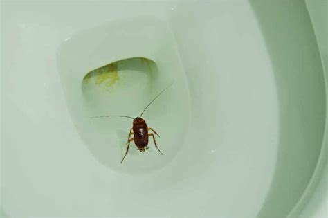 How To Keep Sewer Roaches Out Of Your Drains