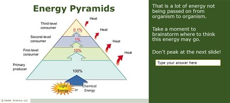 Energy Pyramids Lesson Plan A Complete 5e Method Science Unit