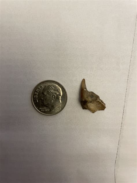 Identification Of Fossil From Bryan Tx Stone City Formation Possible