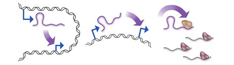 Functions Of Long Noncoding Rnas Ulitsky Lab