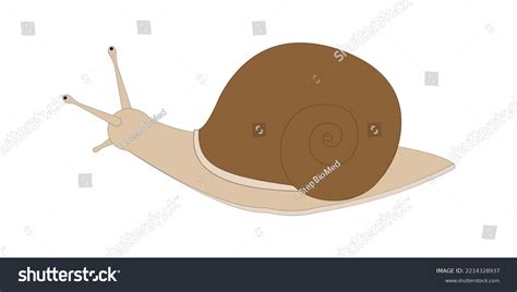 Snail Morphology External Anatomy White Background Stock Illustration 2214328937 Shutterstock Snail Morphology External Anatomy White Background Stock Illustration 2214328937 Shutterstock