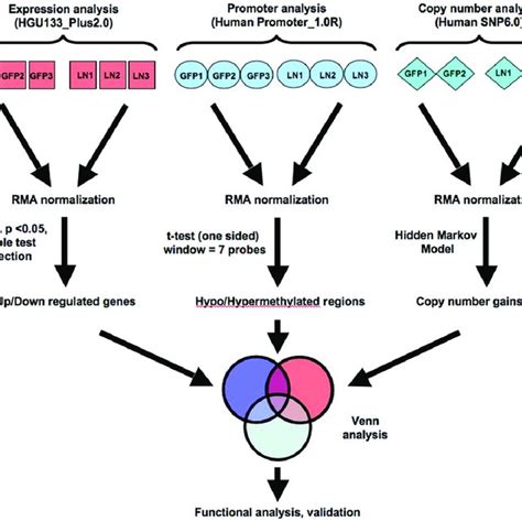 Experimental Design For Gene Expression Promoter Methylation And Copy Download Scientific
