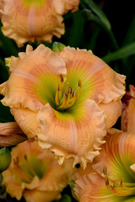 Buy Rainbow Rhythm Orange Smoothie Daylily Free Shipping Wilson