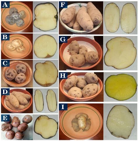 Structural Thermal Rheological And Morphological Characterization Of