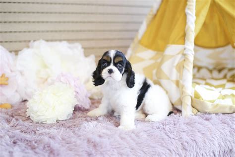 코카스파니엘 분양 강아지분양 도그마루 중형견