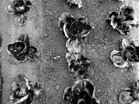 Image Segmentation Cleaning Up Opencv Qanda Forum