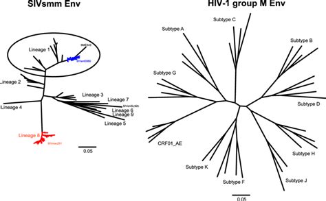 Maximum Likelihood ML Phylogenetic Trees Inferred From Representative Download Scientific