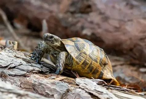 Turtle Shell Broken And Bleeding Heres How To Help