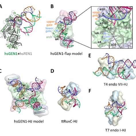Substrate Recognition Features Of Gen1 A Superposition Of The