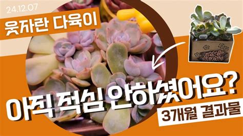 웃자란다육이 관리 적심하고 3개월 후 이렇게 풍성해졌어요 자구뿜뿜👍🏻 Youtube