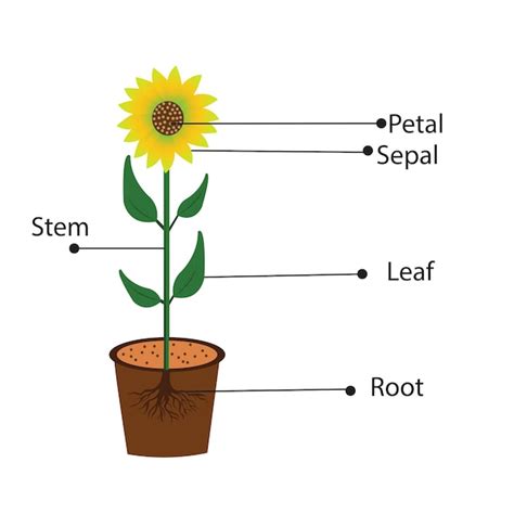 Premium Vector Vector Illustration Of Structure Of Sunflower