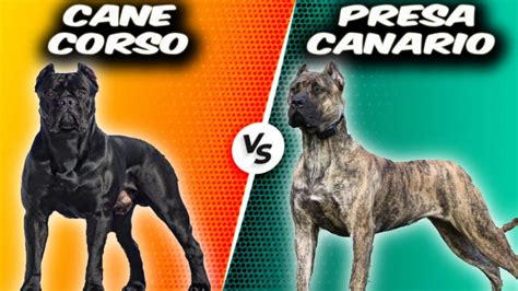 Cane Corso Vs Presa Canario