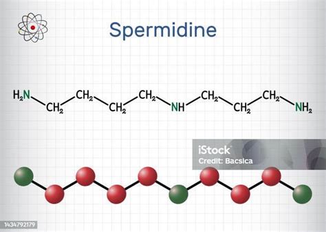 스페르미딘 분자 그것은 트리아민 푸트레신에서 형성된 폴리아민입니다 구조 화학 공식 및 분자 모델 케이지에있는 종이 시트 0명에 대한 스톡 벡터 아트 및 기타 이미지 Istock