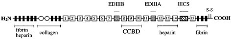 Domain Structure Of Fibronectin The Diagram Illustrates The