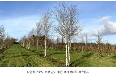 나무와 조경 목하원예조경