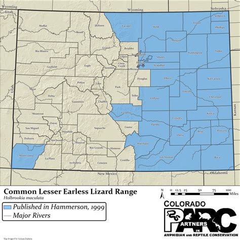 Common Lesser Earless Lizard