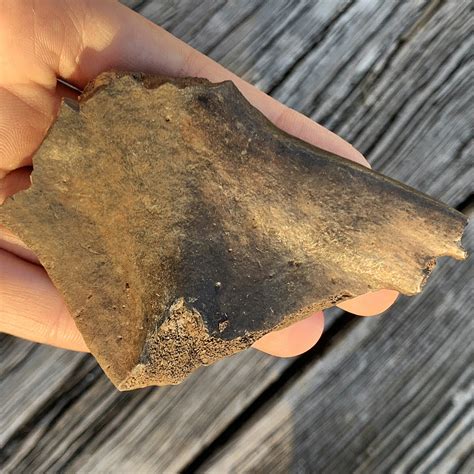 Softshell Fossil Turtle Shell Piece Pleistocene Of Florida Paleocris